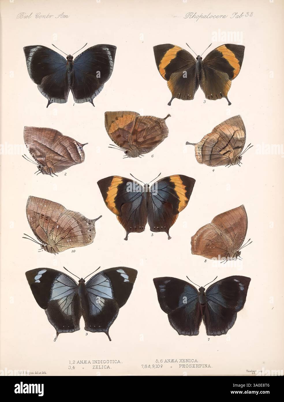 Striking example of unique patterns hi-res stock photography and images ...