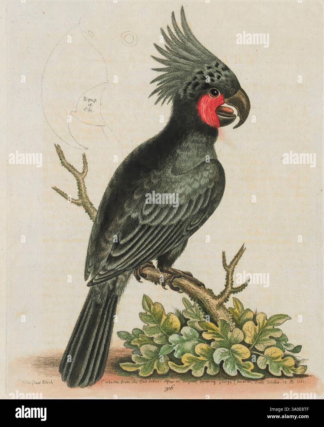 Vivid red cheek patches hi-res stock photography and images - Alamy