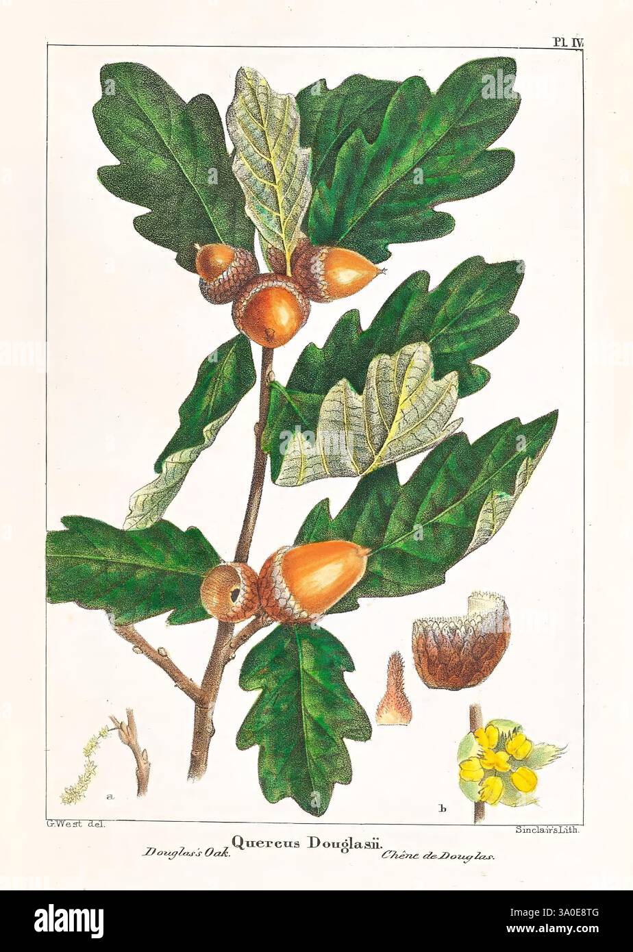 The North American sylva, Philadelphia, J. Dobson, 1841-1849, North ...