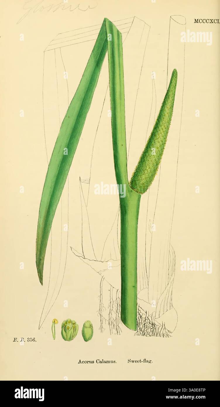 English, botany, Coloured, figures, British, plants, London, R ...