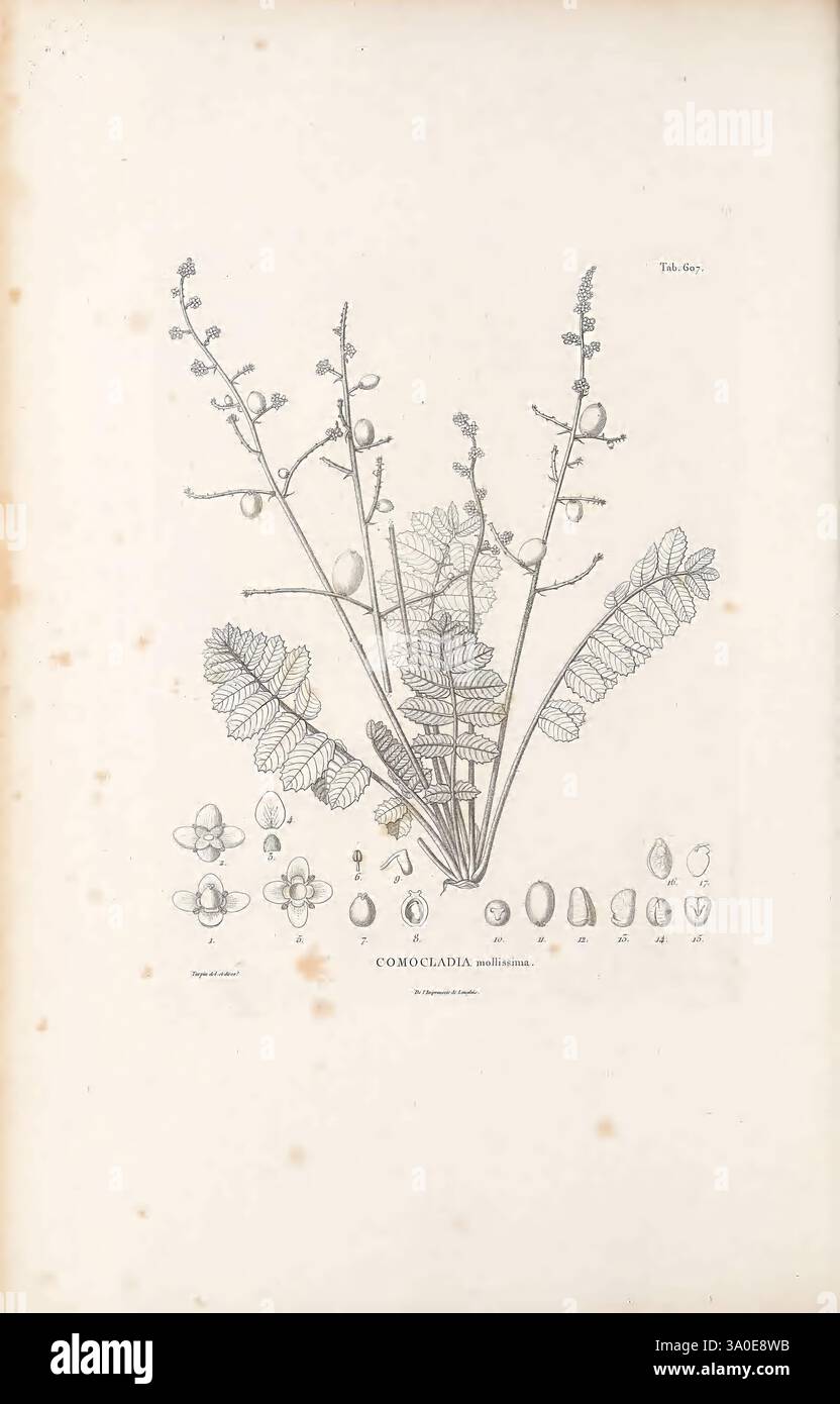 Various detailed sketches depict hi-res stock photography and images ...