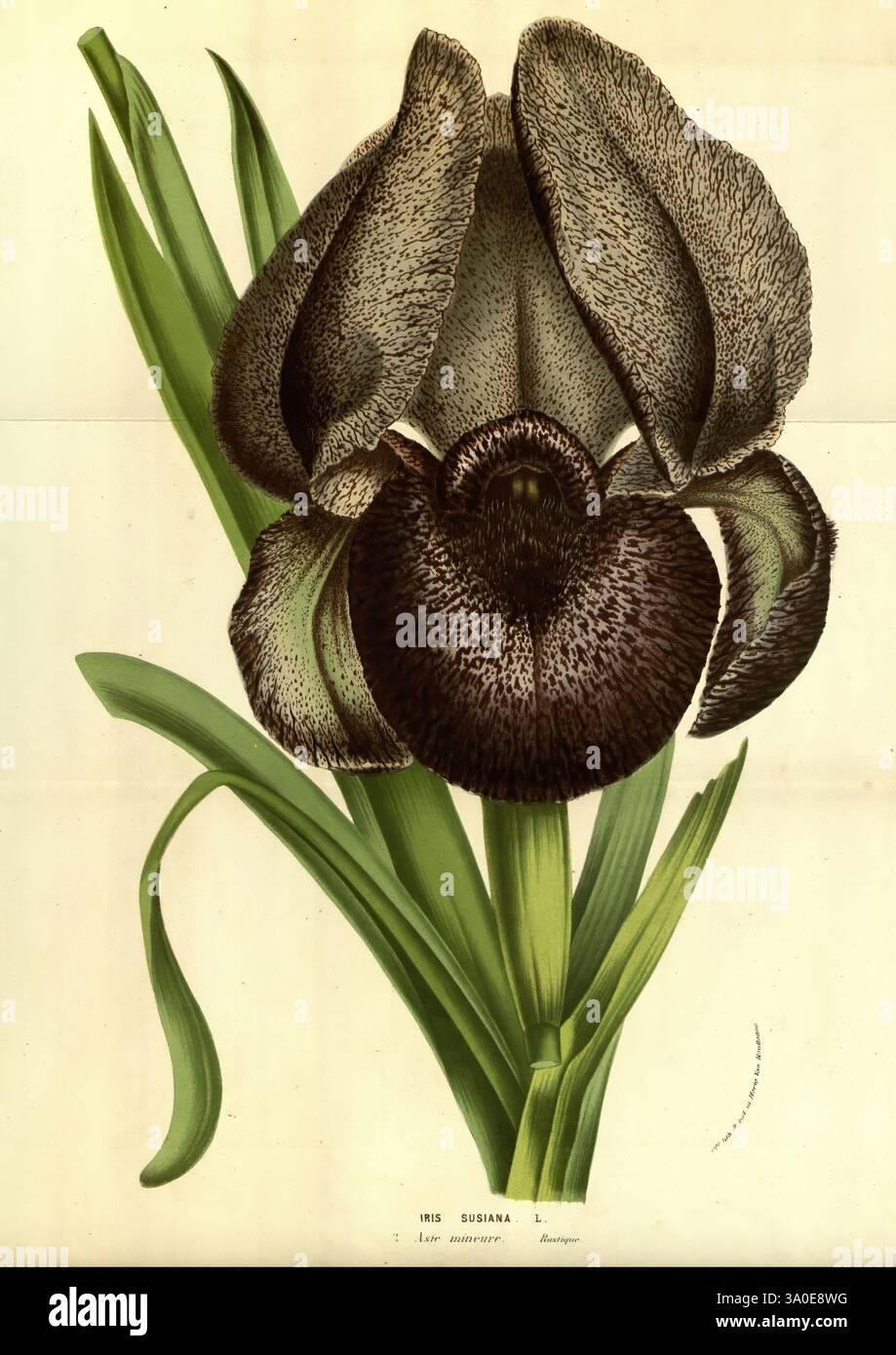 Mimic natural veins hi-res stock photography and images - Alamy