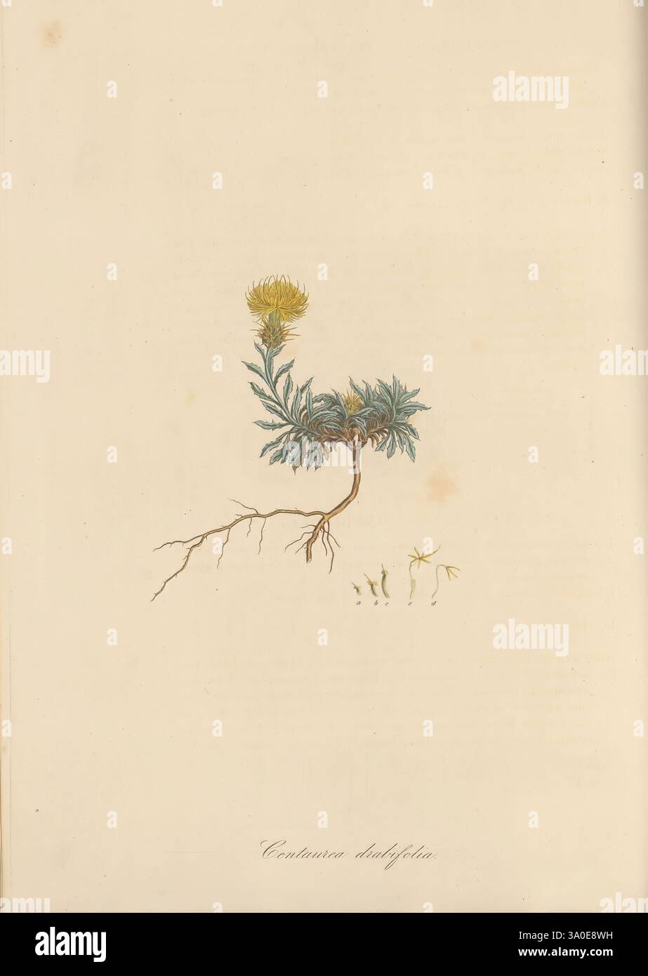 Flora Graeca, sive, Plantarum rariorum historia, quas in provinciis aut ...