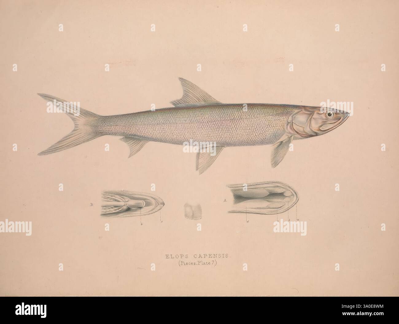 Fish species elops capensis hi-res stock photography and images - Alamy