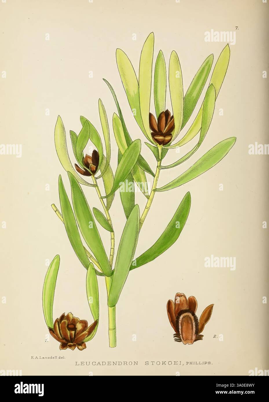 Graceful upward arch hi-res stock photography and images - Alamy