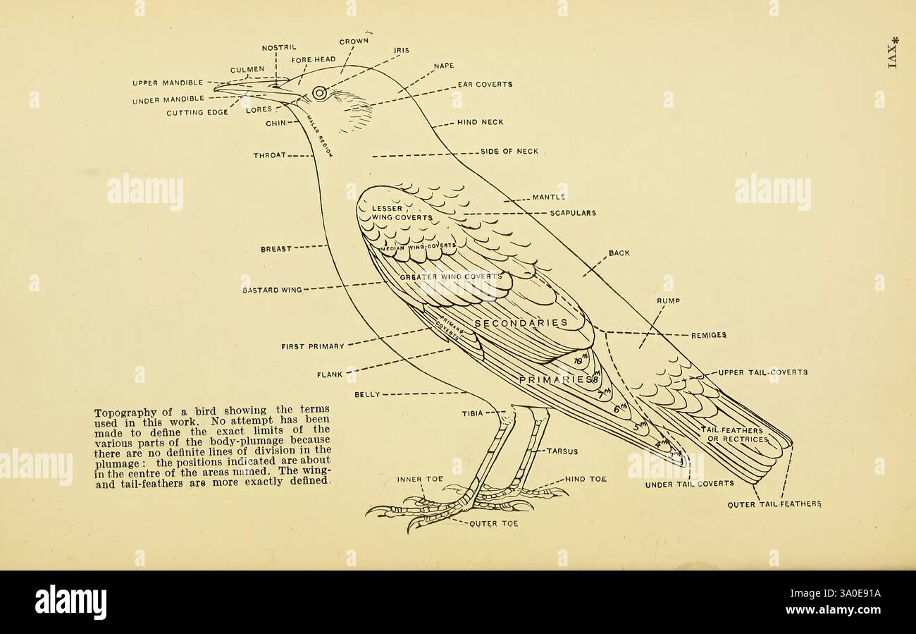Intricate design of bird anatomy hi-res stock photography and images ...