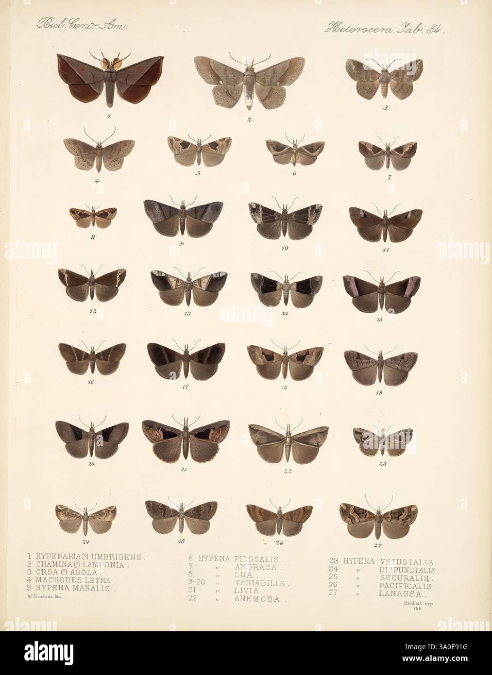 Array of moth species hi-res stock photography and images - Alamy