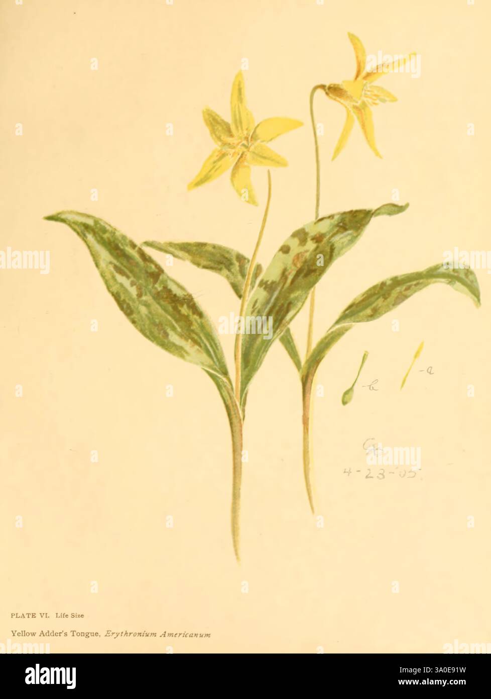 Pair of yellow adders tongue flowers hi-res stock photography and ...