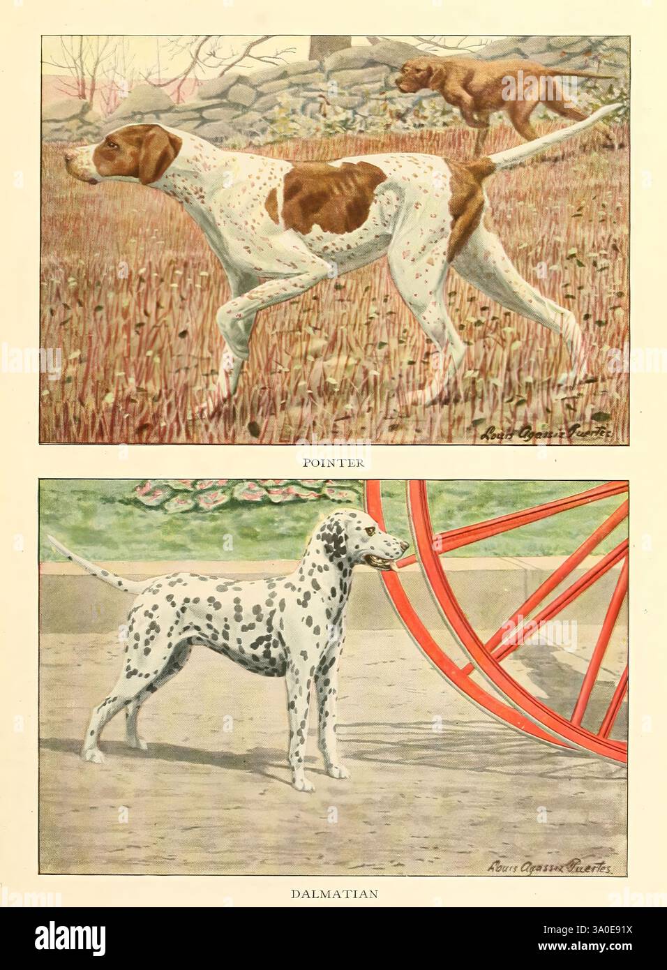 The book of dogs Washington, D.C, The National Geographic Society ...