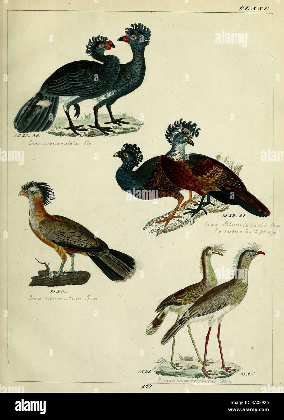 Two robust birds exhibit hi-res stock photography and images - Alamy