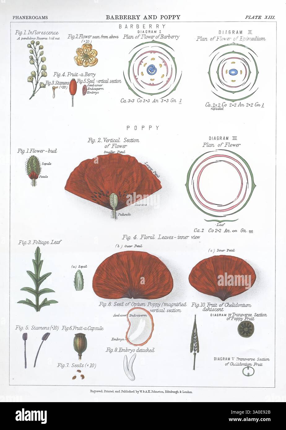 The botanical atlas, New York, The Century Co, 1883, botany, cryptogams ...