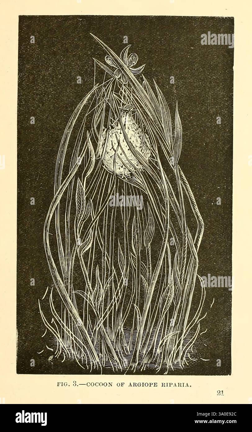 Yellow garden spider egg sac yellow garden spider arachnology en hi-res ...