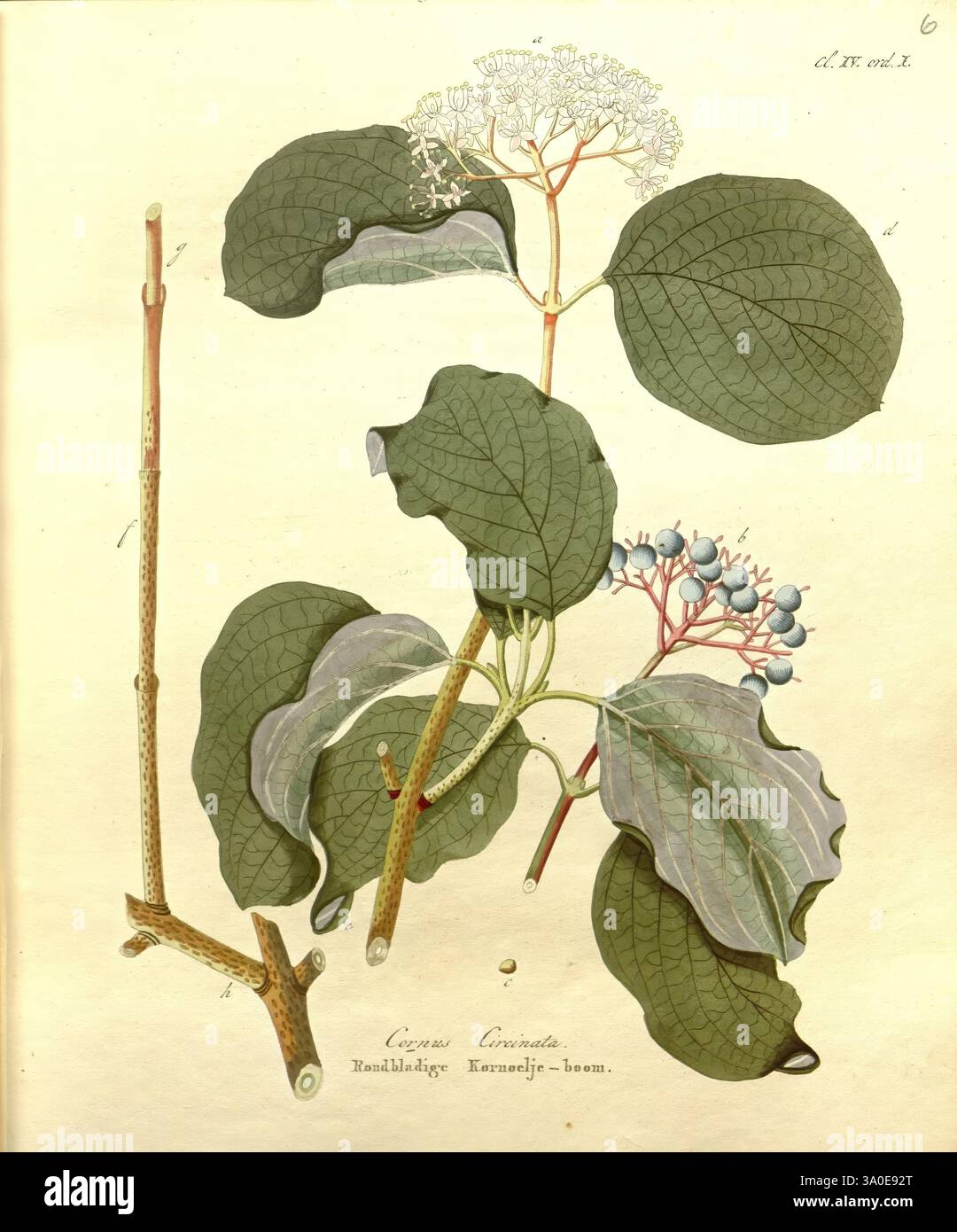 Plant species cocculus carolinus hi-res stock photography and images ...