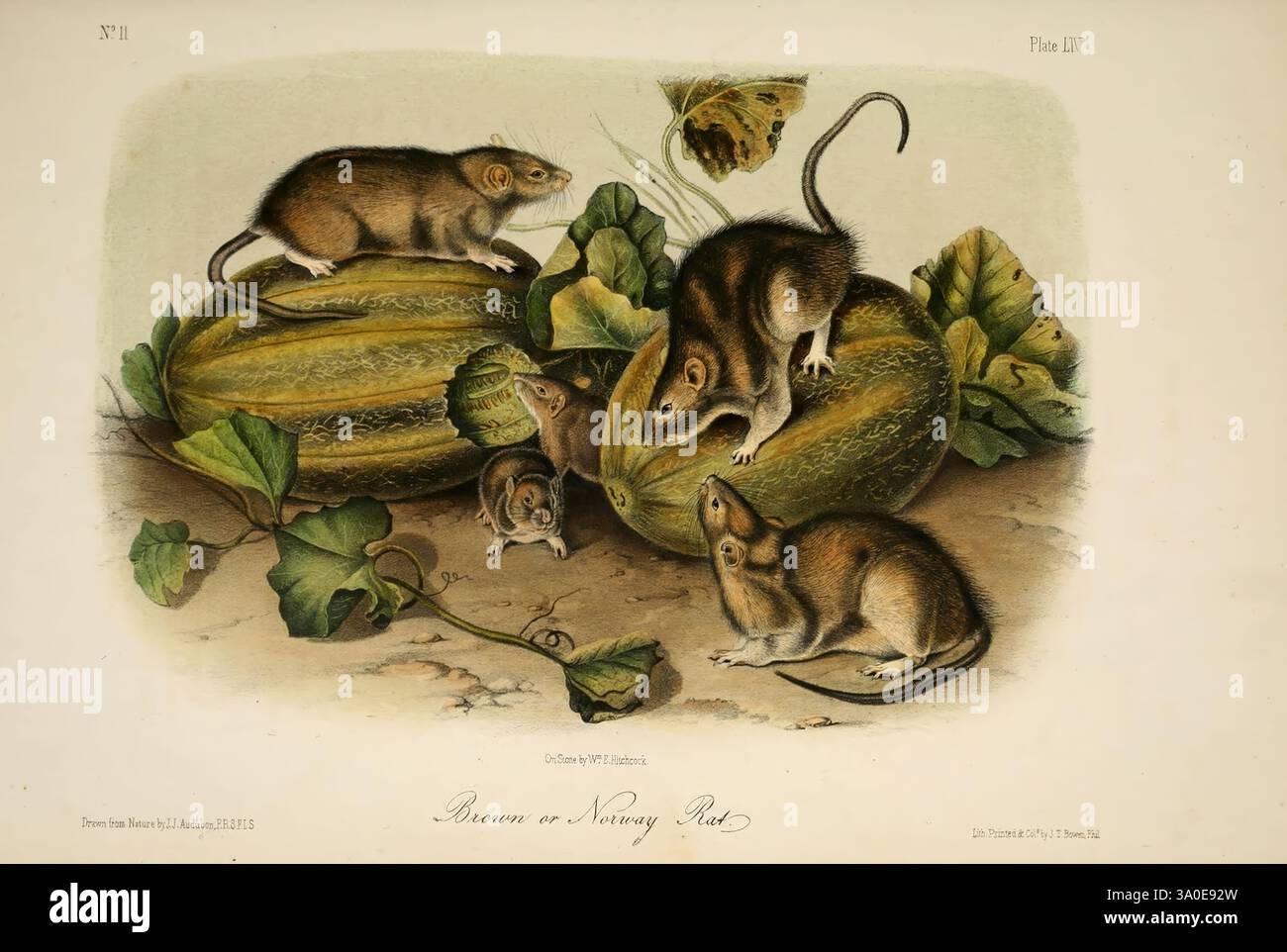 1851 54 rat hi-res stock photography and images - Alamy