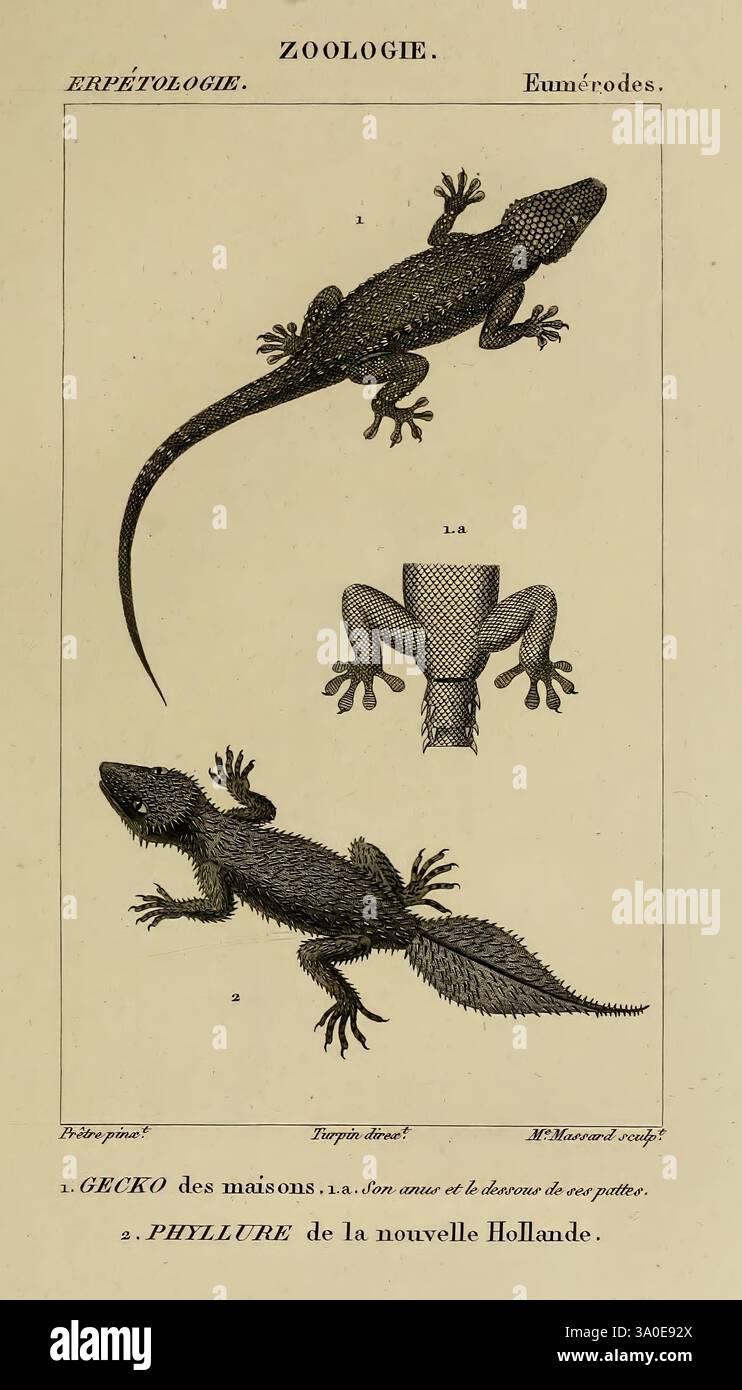 Illustration features detailed depictions of two reptiles hi-res stock ...