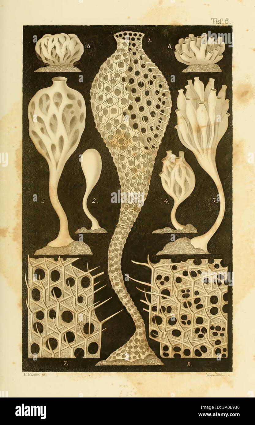 Bulbous form atop hi-res stock photography and images - Alamy