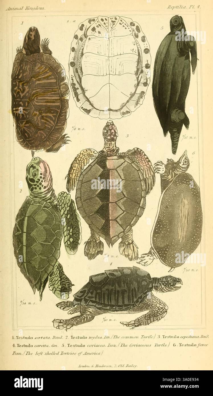 Image identifies various species hi-res stock photography and images ...