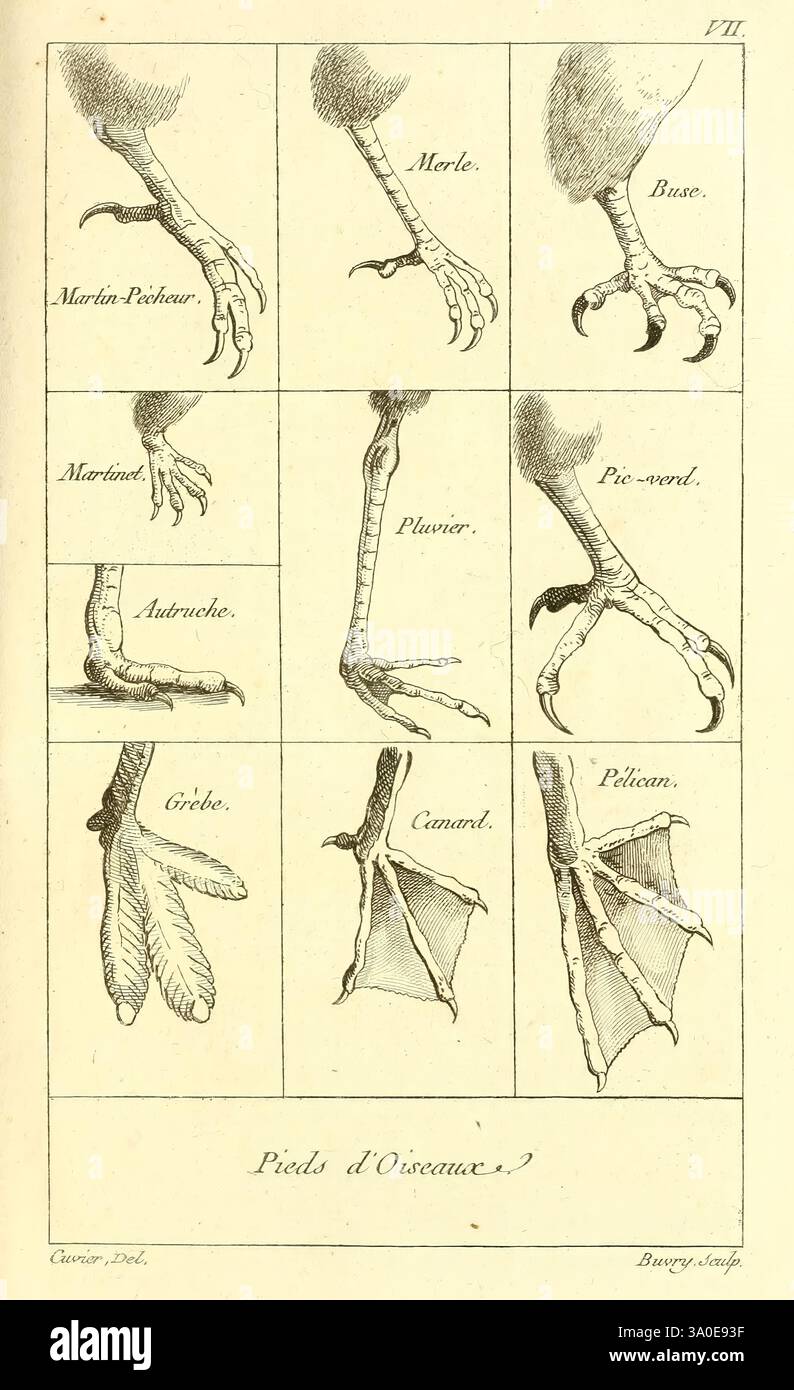 Detailed study of various bird feet hi-res stock photography and images ...