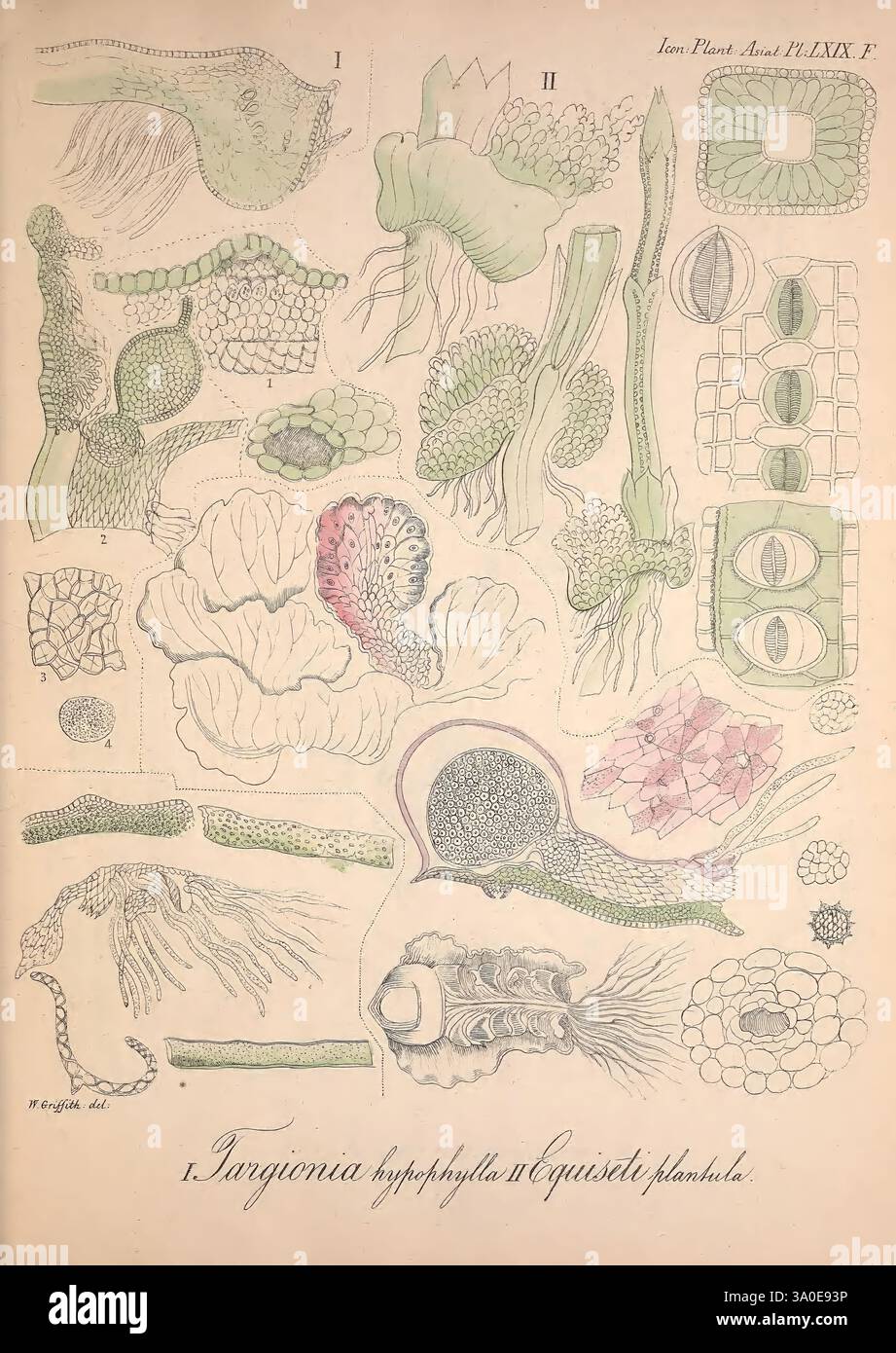 Unique morphology alongside structures of different plant specie hi-res stock photography and ...