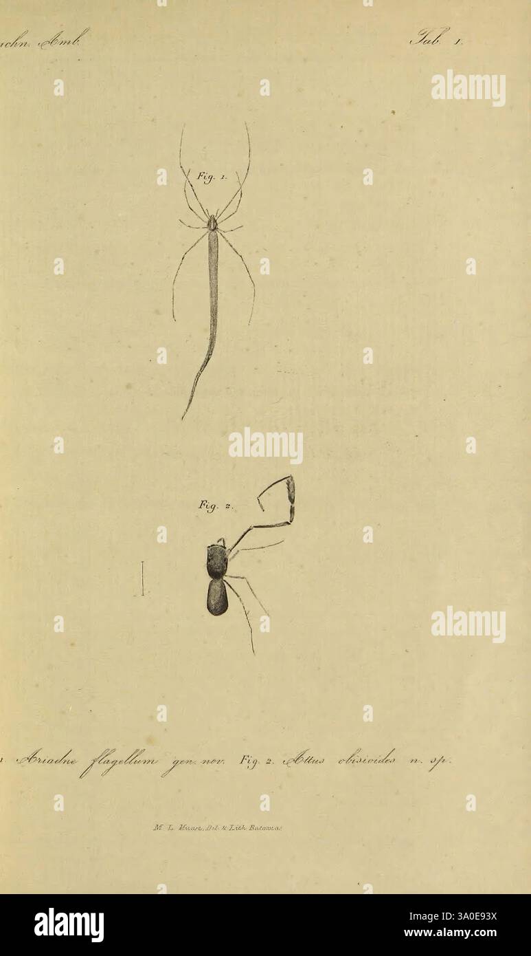 Two distinct arachnid specimens hi-res stock photography and images - Alamy