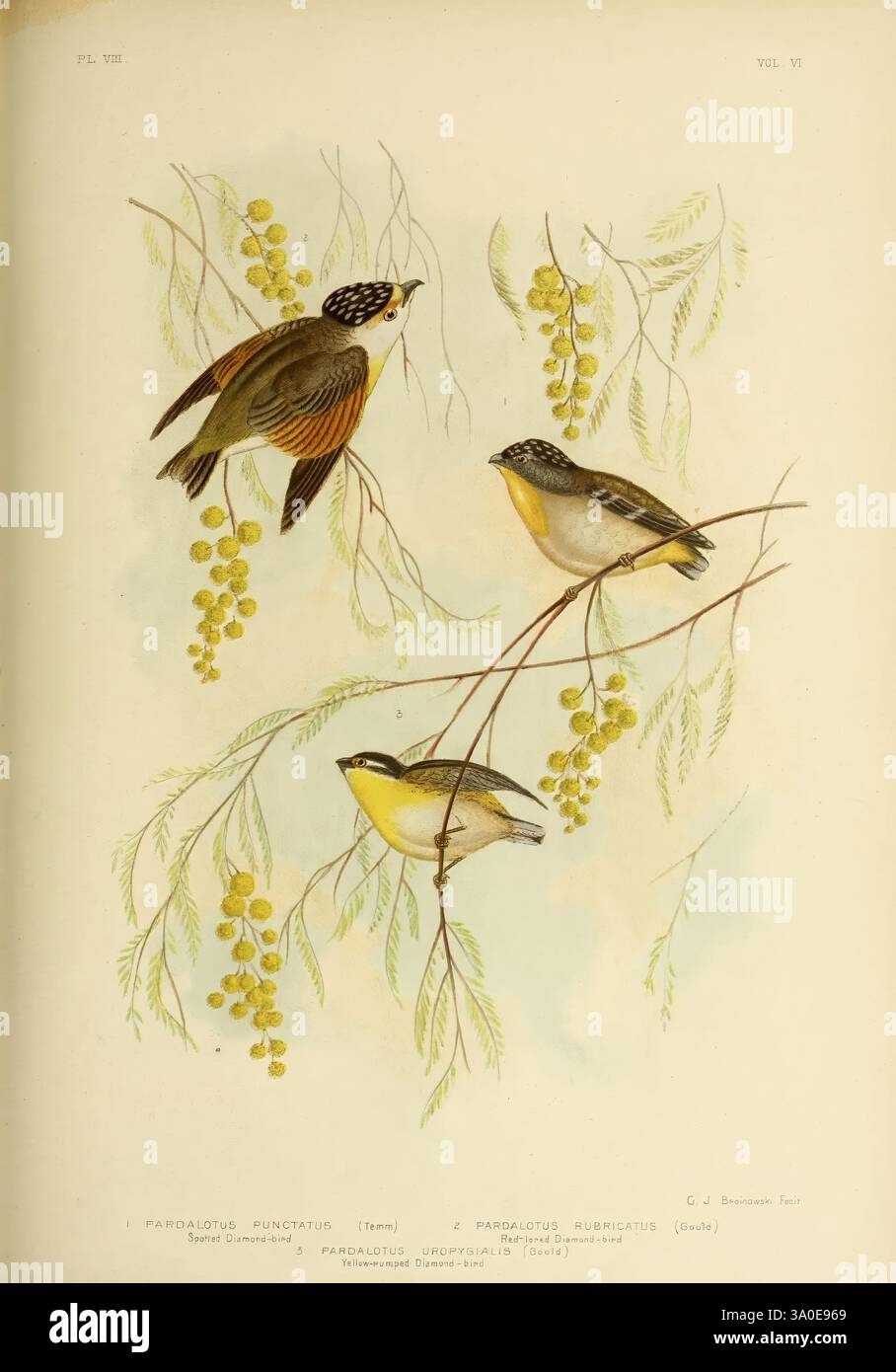 The birds of Australia, Melbourne C. Stuart & co, 1890-91, bird, birds ...