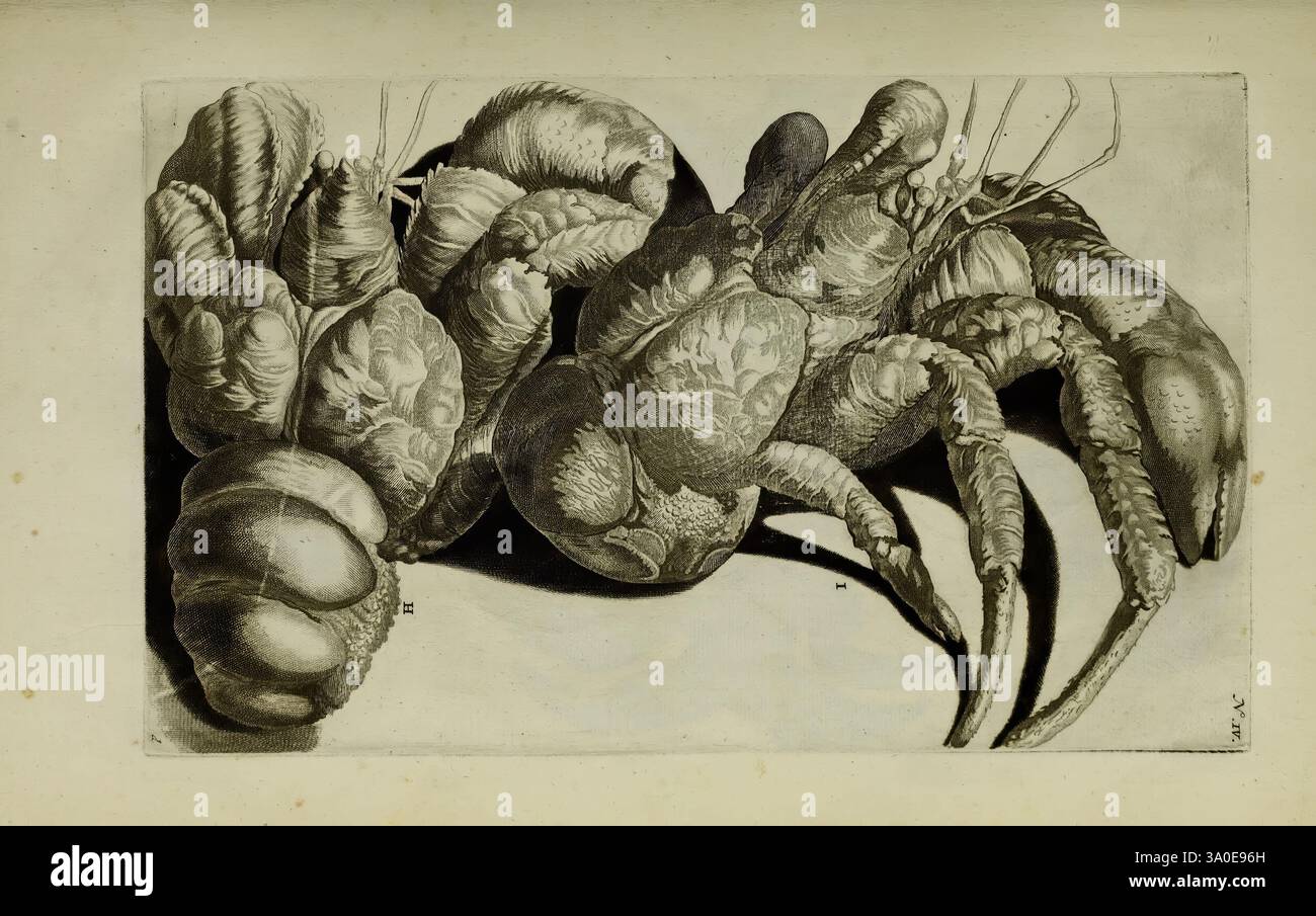 Cluster of unusual marine life forms hi-res stock photography and ...