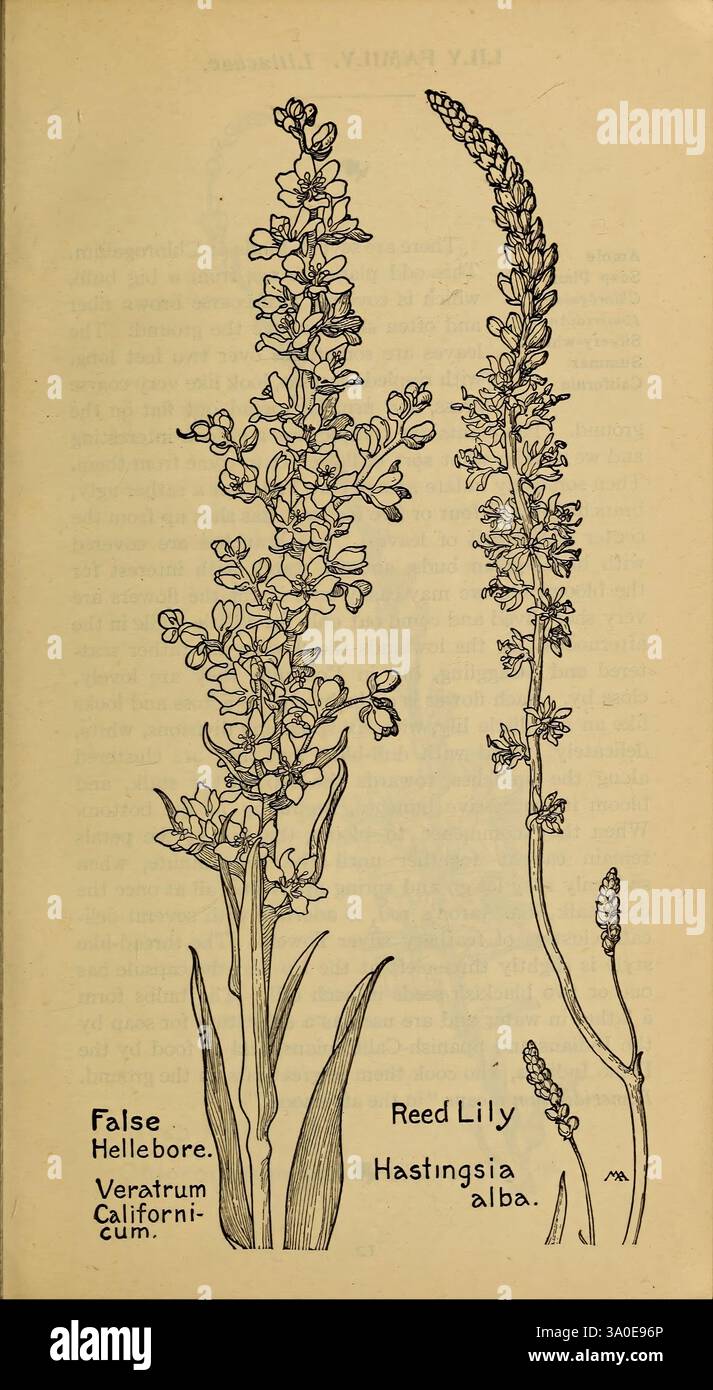 Field book of western wild flowers, New York, 1915, identification ...