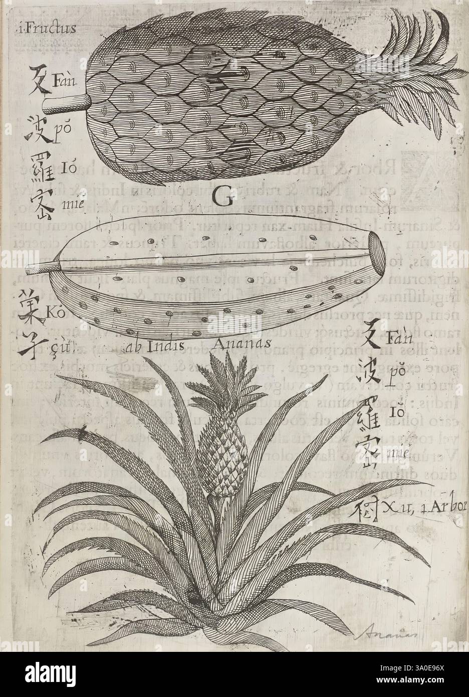 Flora Sinensis, Viennae, Austriae, Typis M. Rictij, 1656, China, Floras ...