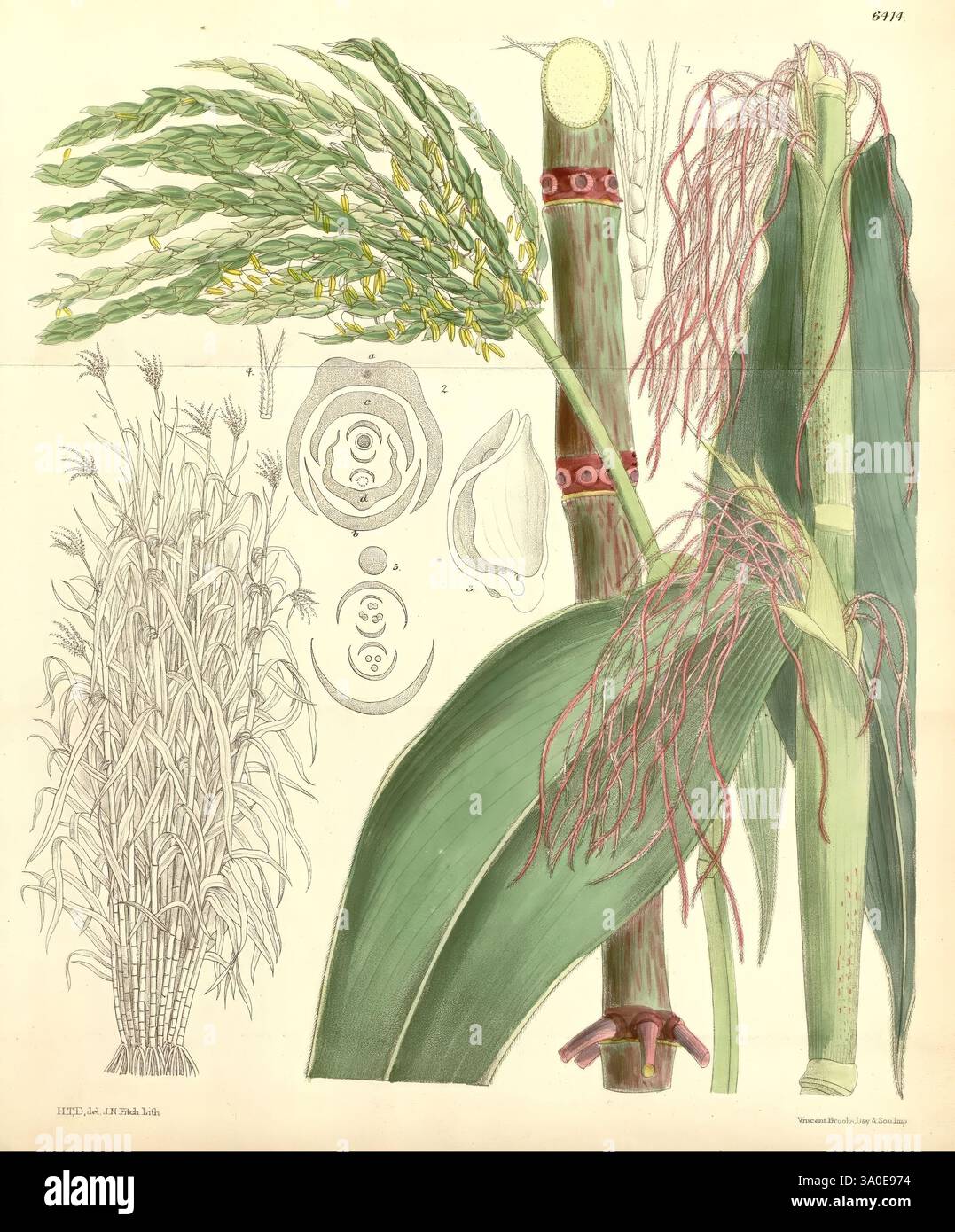 Teosinte Drawing 30+ Teosinte Corn Stock Photos, Pictures