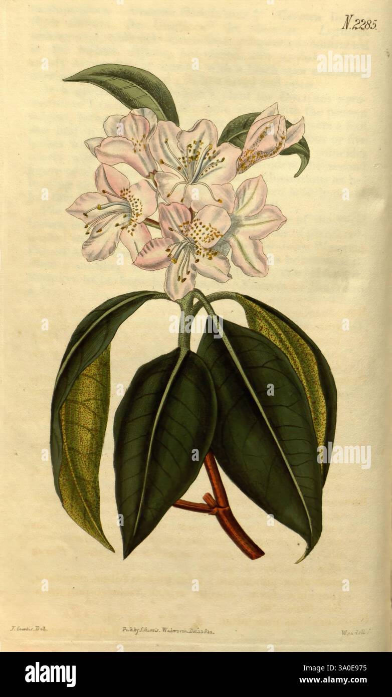 Pronounced veining pattern hi-res stock photography and images - Alamy