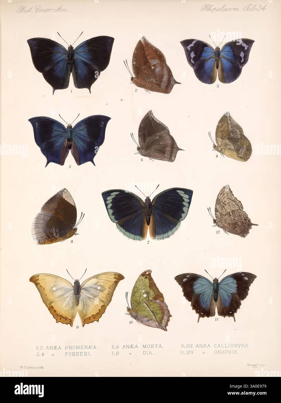 Diversity in butterfly morphology hi-res stock photography and images ...