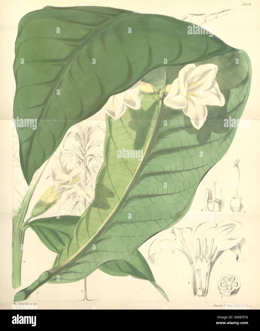 Outlines of flower structures hi-res stock photography and images - Alamy