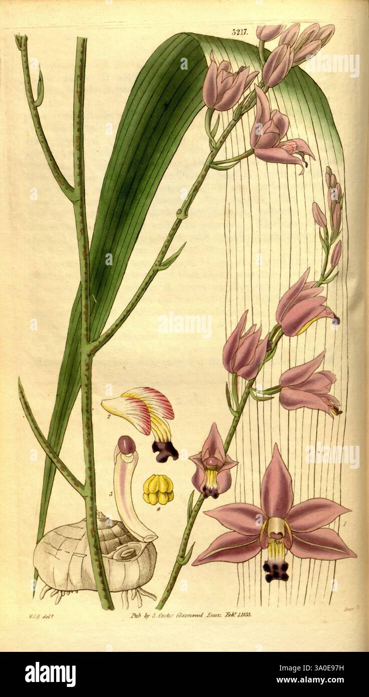 Detailed depictions of specific orchid blossoms hi-res stock ...