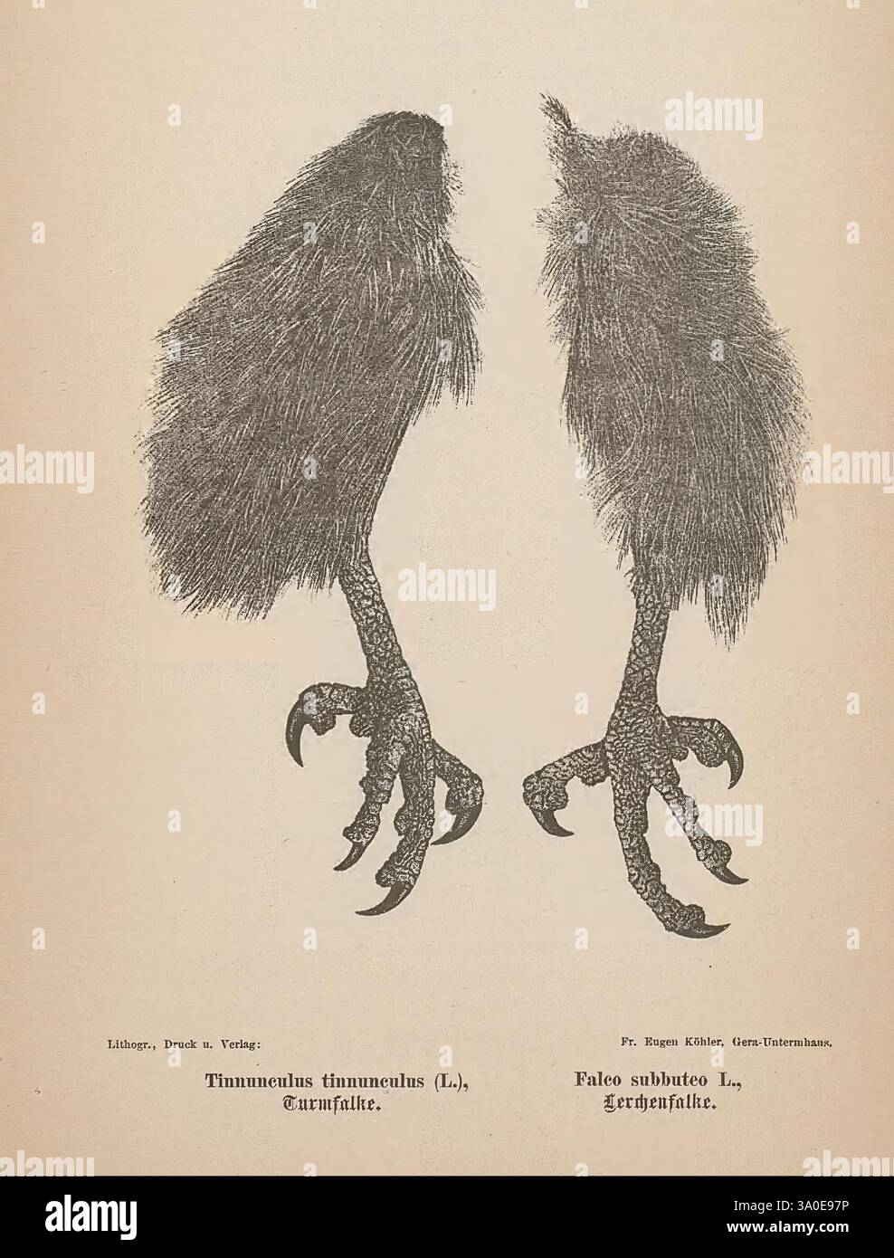 Two detailed depictions of bird feet hi-res stock photography and ...