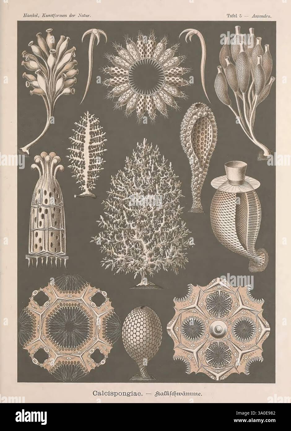 Specimen showcases unique forms hi-res stock photography and images - Alamy