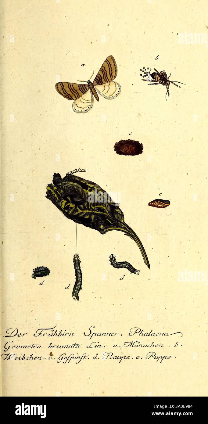 Naturalhistory pictorial works insect hi-res stock photography and ...