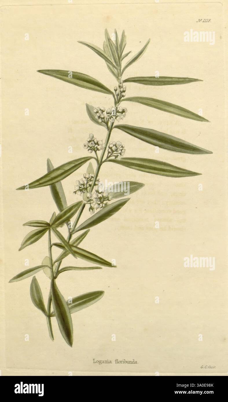 Plant logania floribunda hi-res stock photography and images - Alamy