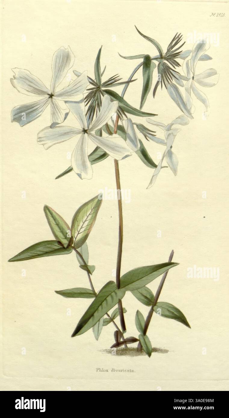 The Botanical Cabinet London, John & Arthur Arch 1817-1833, This ...