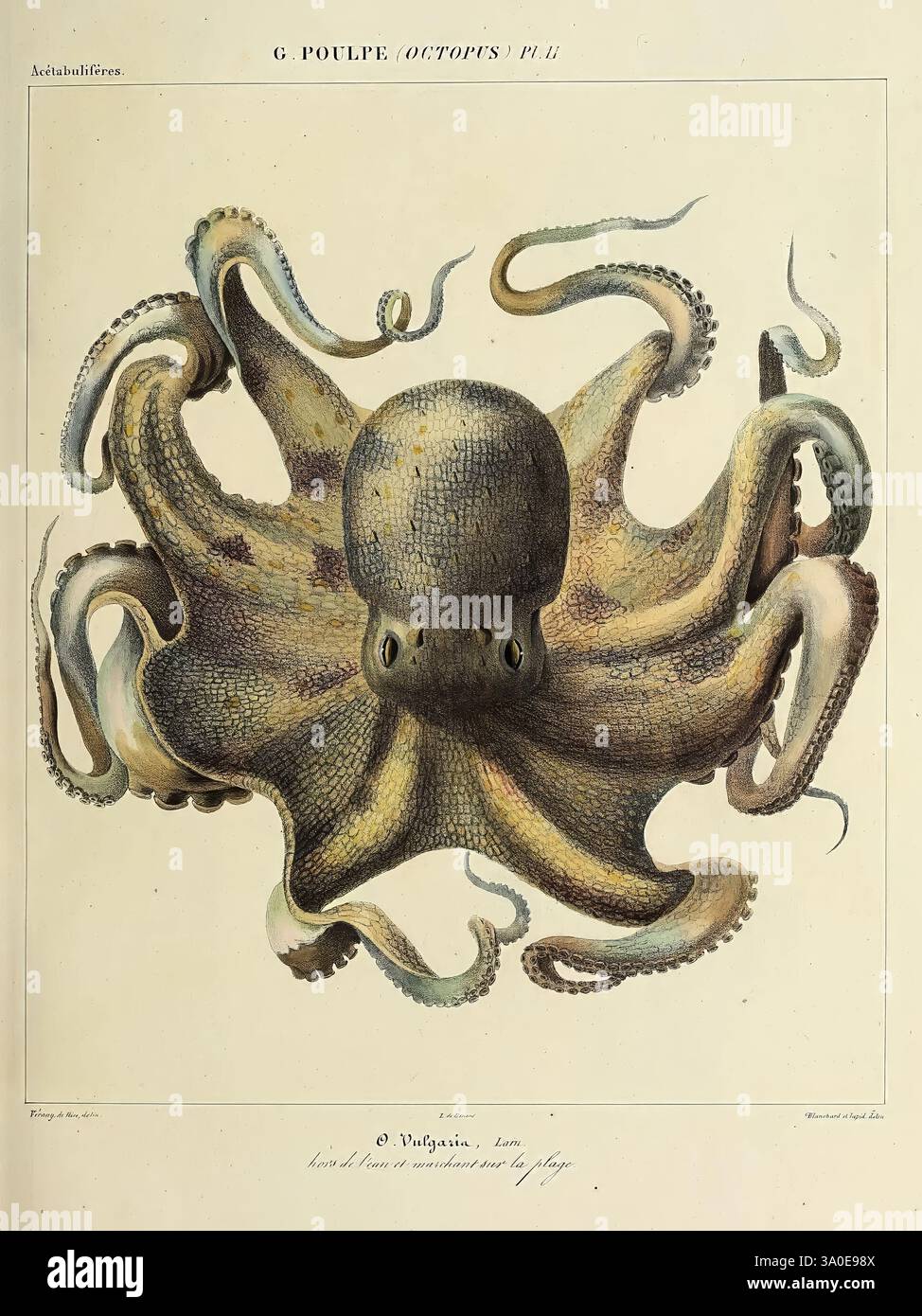 Histoire naturelle, générale et particulière des céphalopodes ...