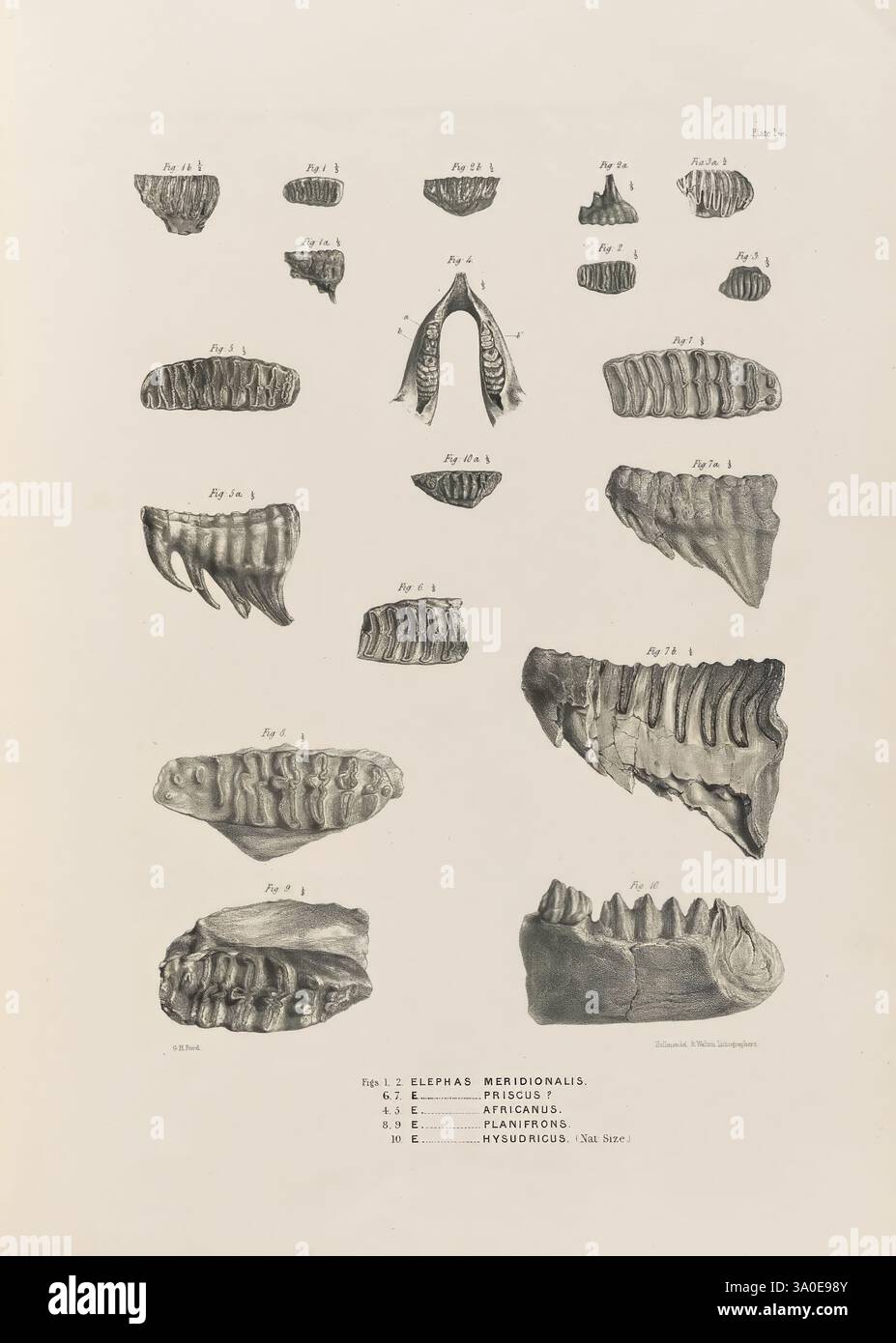 Intricate structure of molars hi-res stock photography and images - Alamy