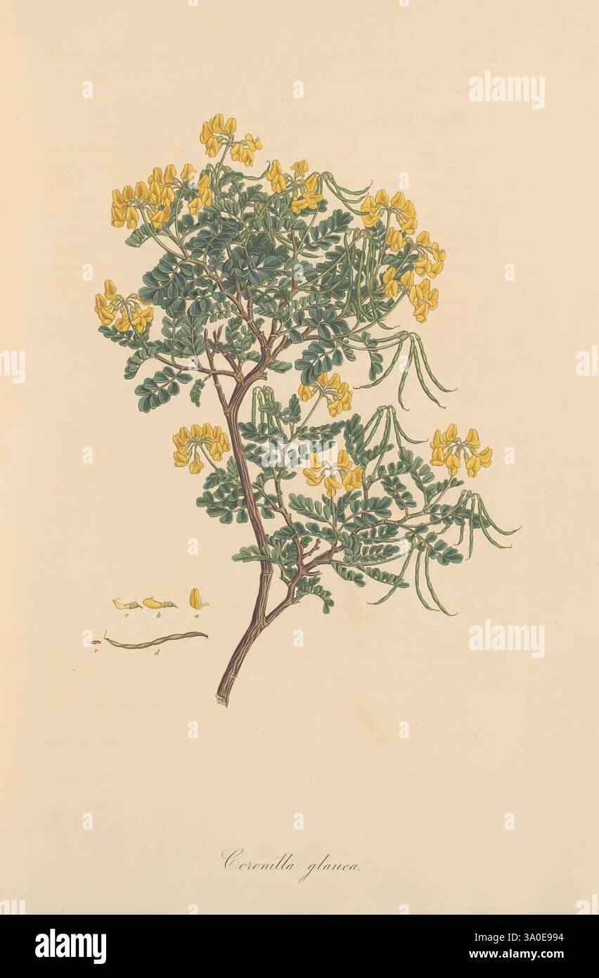 Flora Graeca, sive, Plantarum rariorum historia, quas in provinciis aut ...