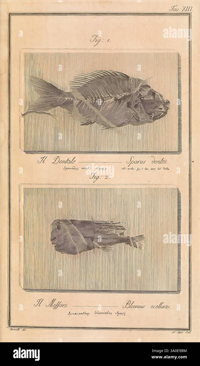 Illustration features two detailed depictions of fish hi-res stock ...