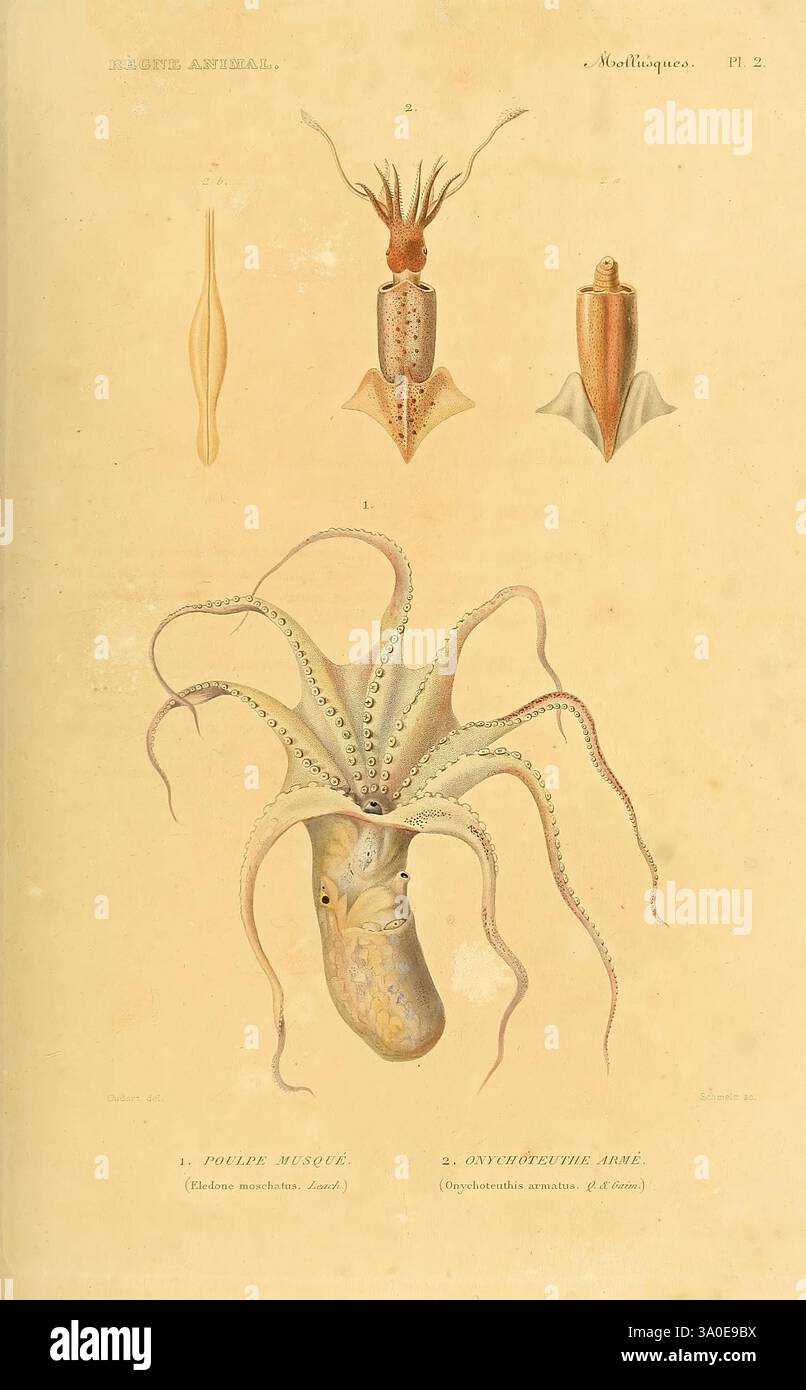 Artistic representation of various cephalopods hi-res stock photography ...