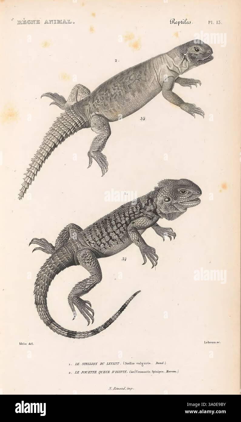 Le règne animal distribué d'après son organisation Paris, 1836-1849 ...