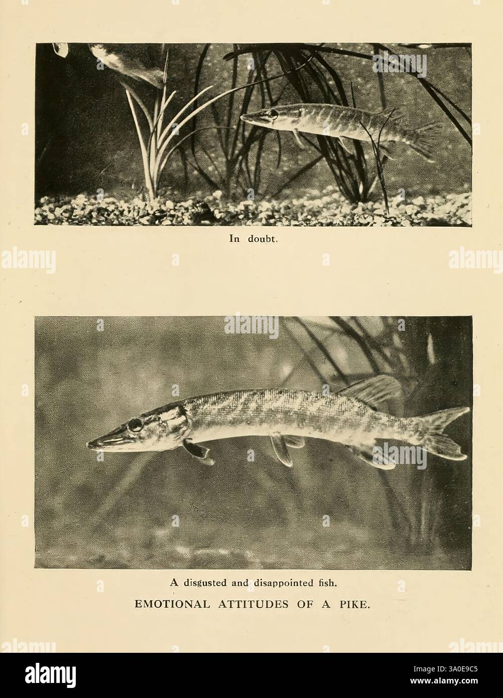 Marvels of fish life as revealed by the camera 1912, fishes ...