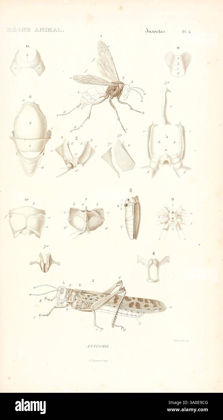 Labeled diagrams of different body segments hi-res stock photography ...