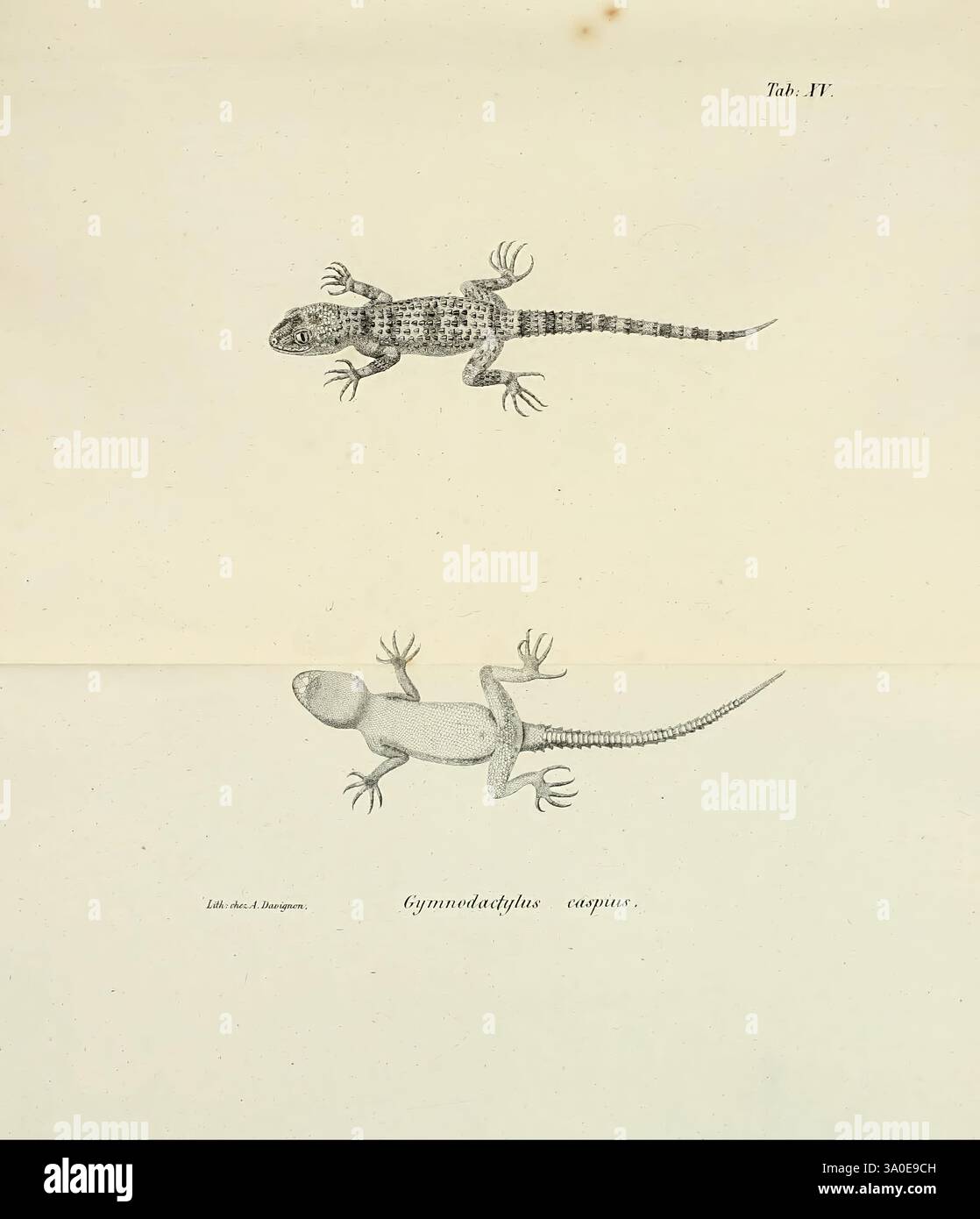 Distinctively different tail structure hi-res stock photography and ...