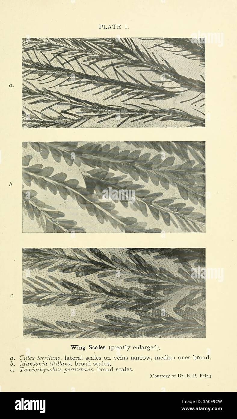 Narrow lateral scales hi-res stock photography and images - Alamy