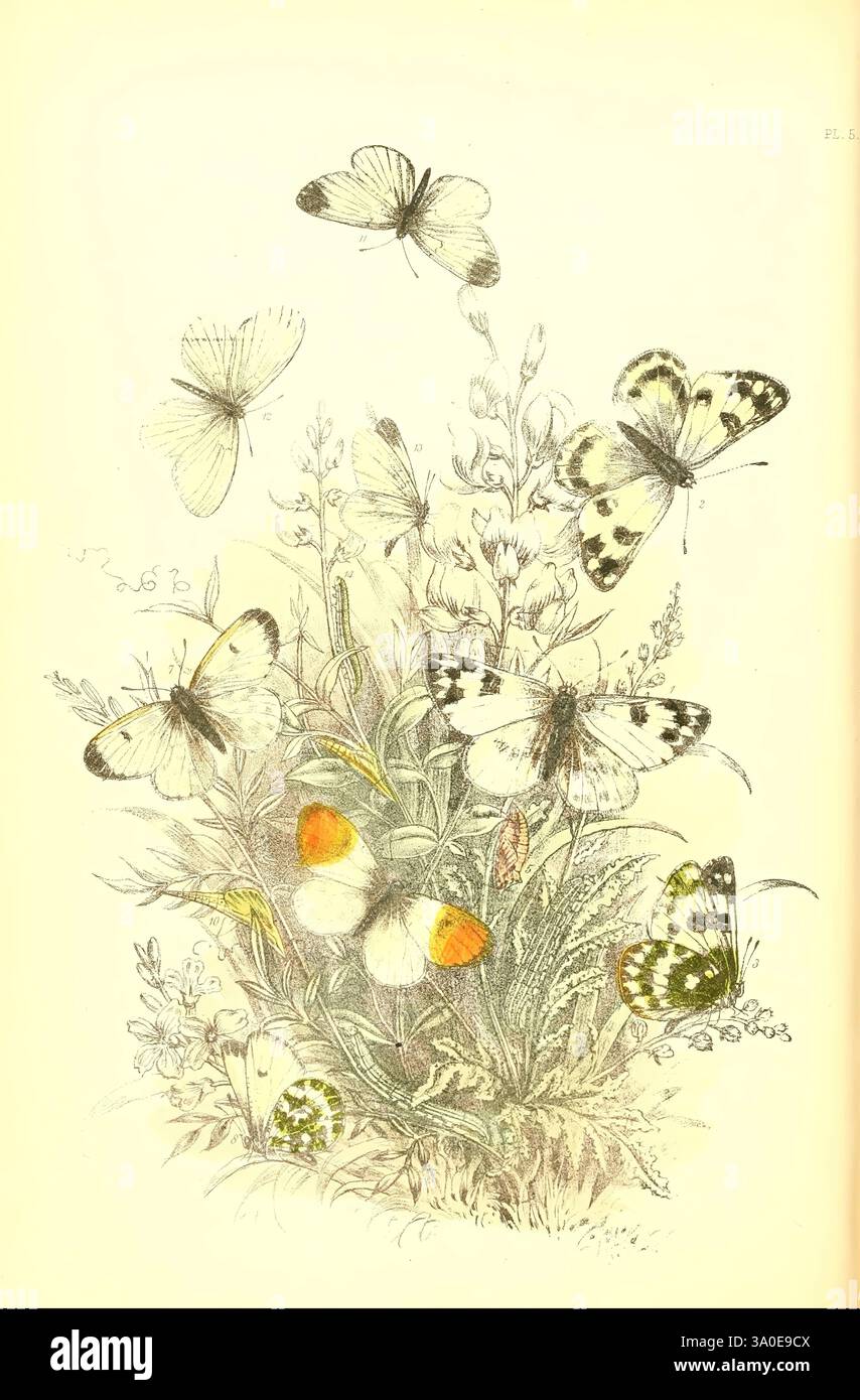 The genera and species of British butterflies, London, T.J. Allman ...