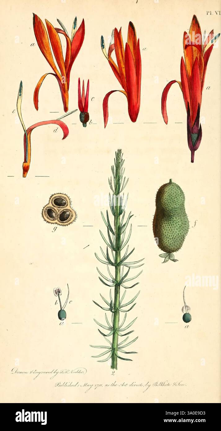White 1799 plants linnaeus rousseau jean jacques classification hi-res ...